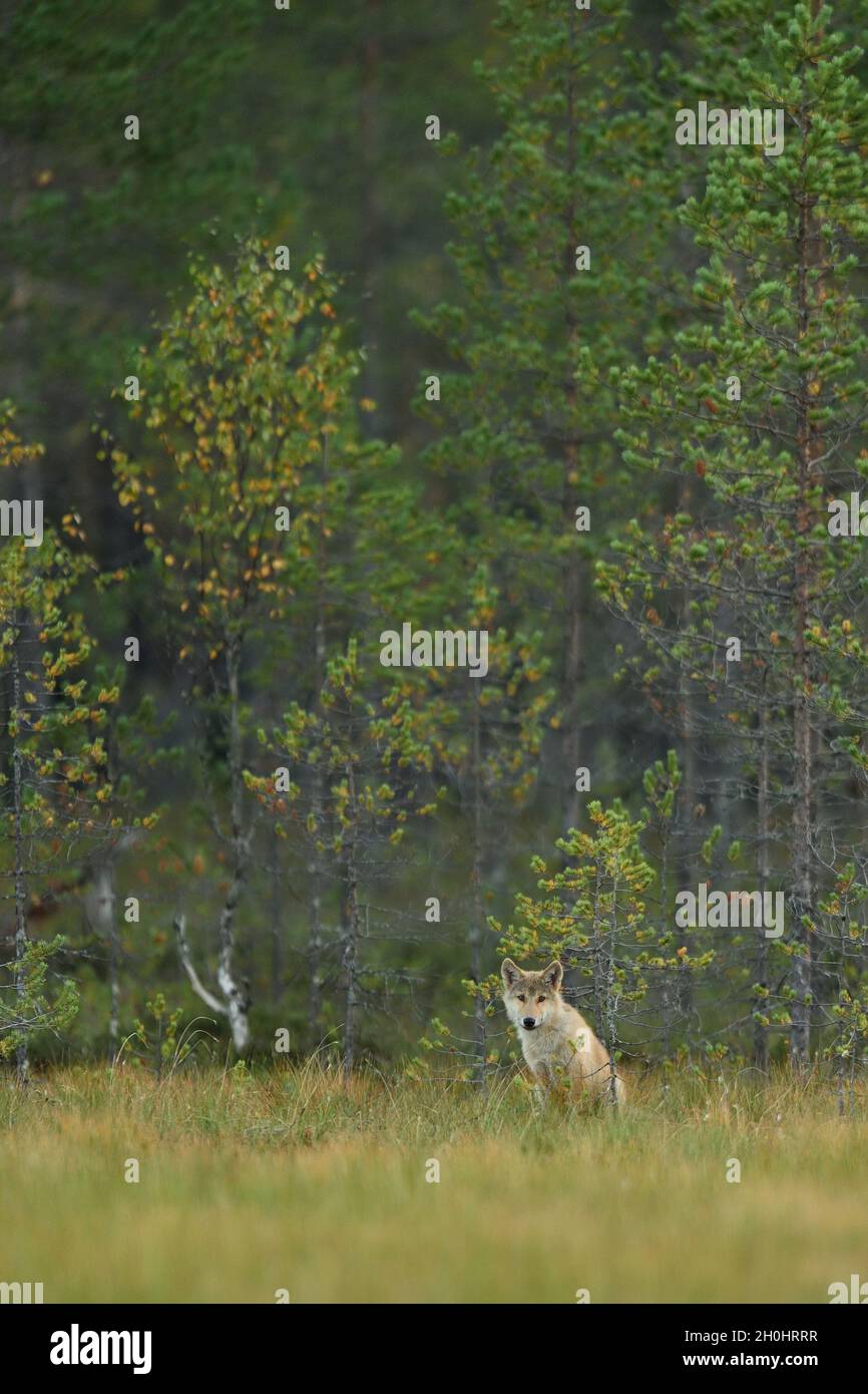 Juvenile howl hi-res stock photography and images - Alamy