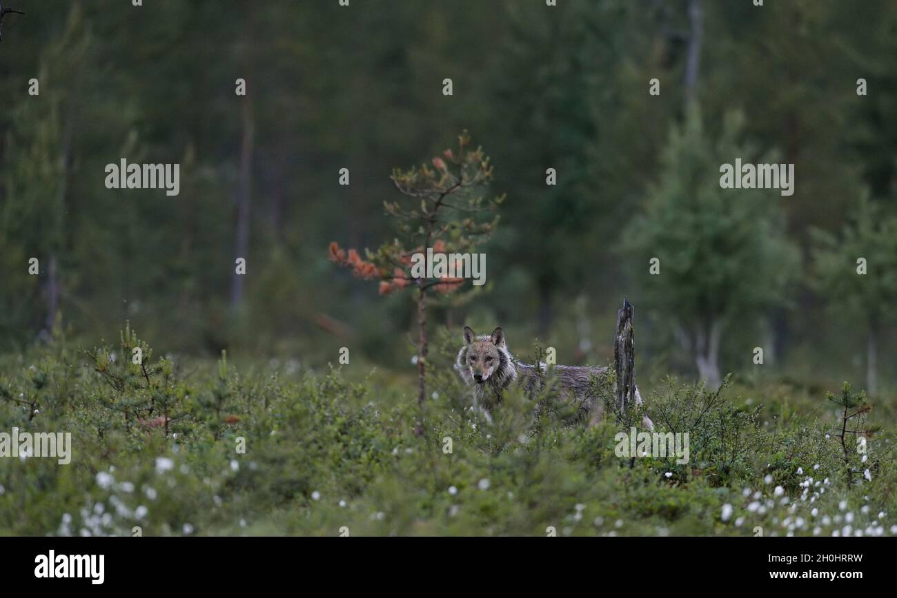 Taiga finland wolf hi-res stock photography and images - Alamy