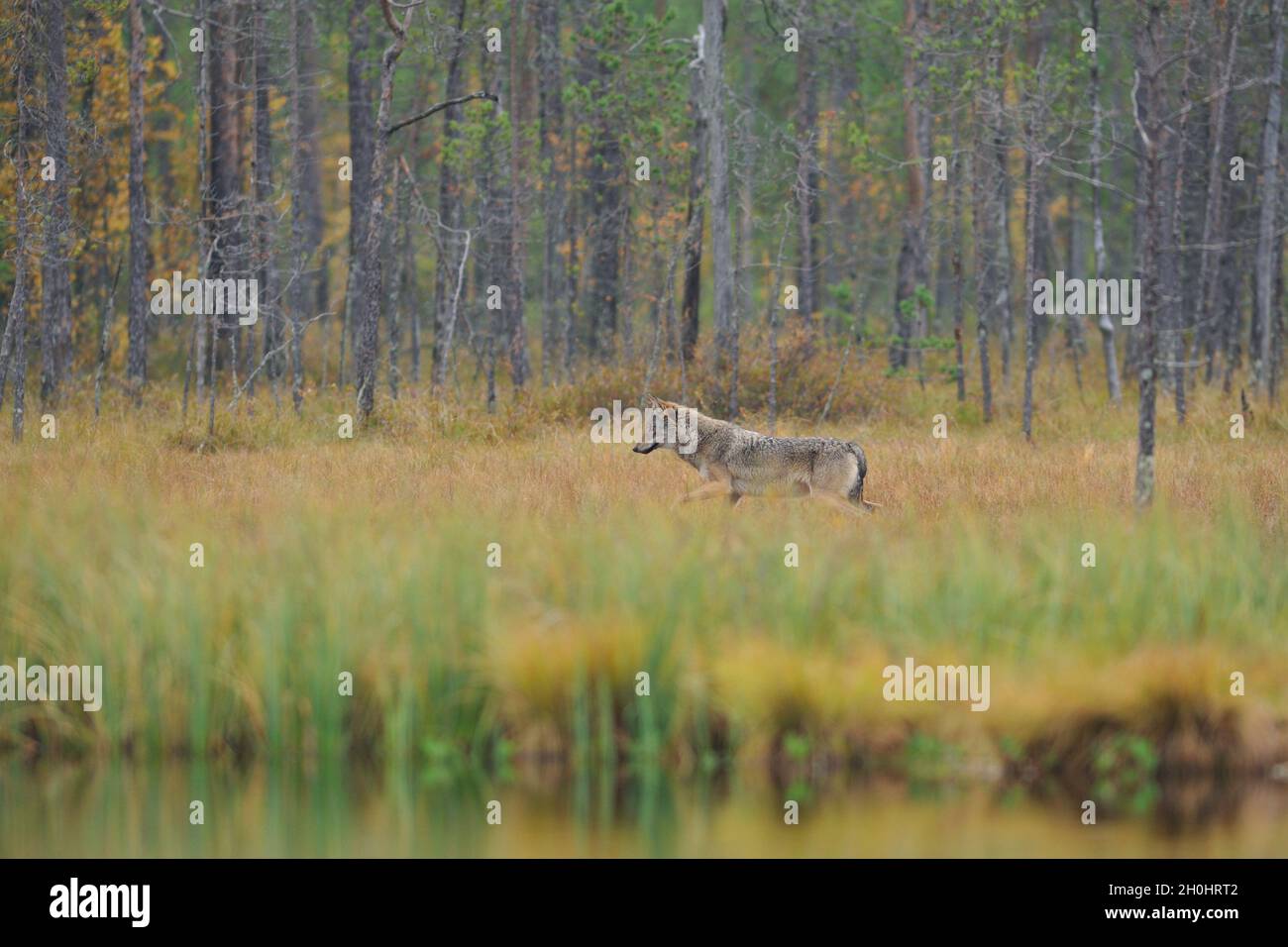 Wolf moving hi-res stock photography and images - Alamy