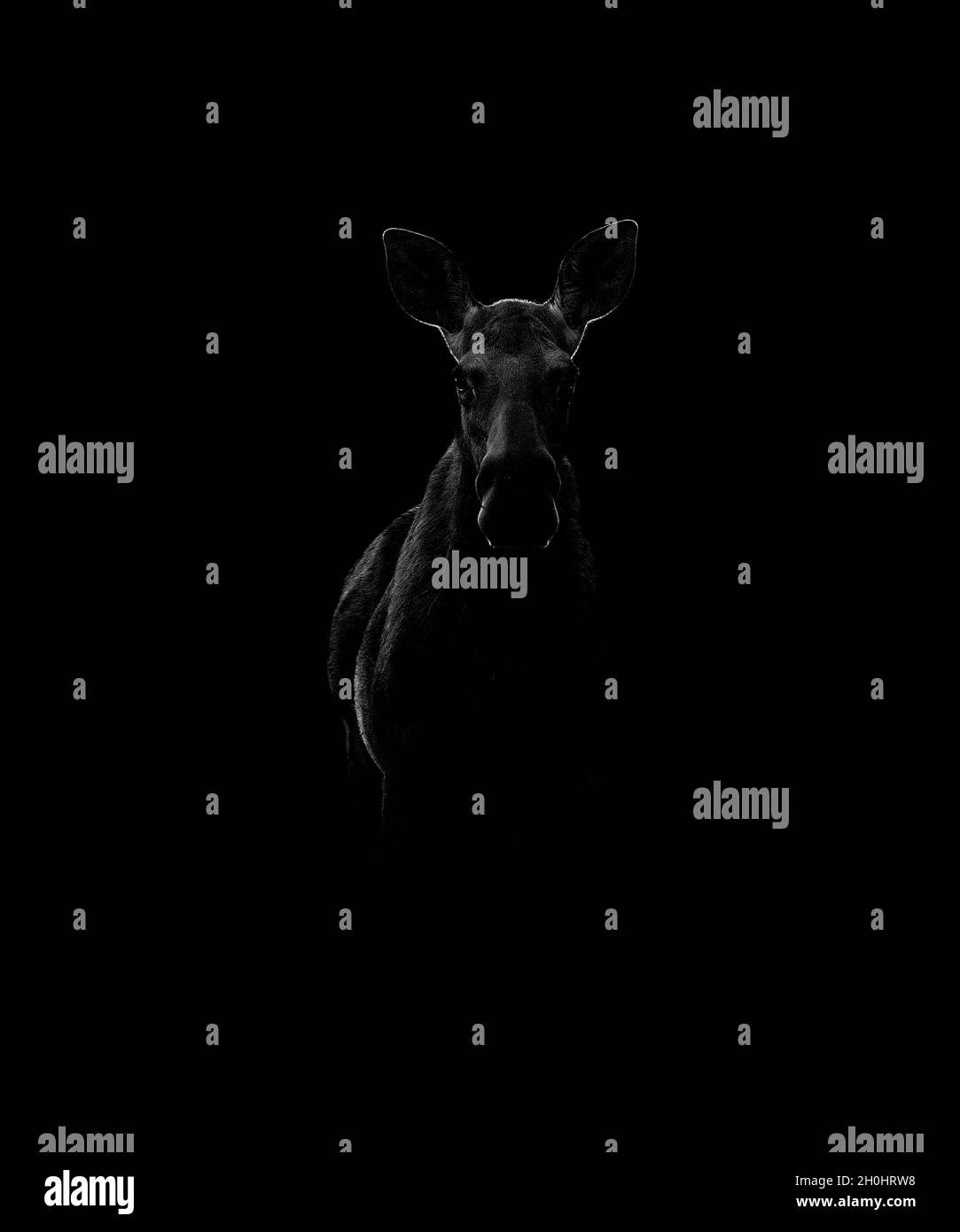 Elk isolated Black and White Stock Photos & Images - Alamy