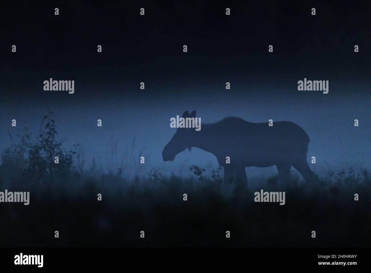 Moose walking hi-res stock photography and images - Alamy