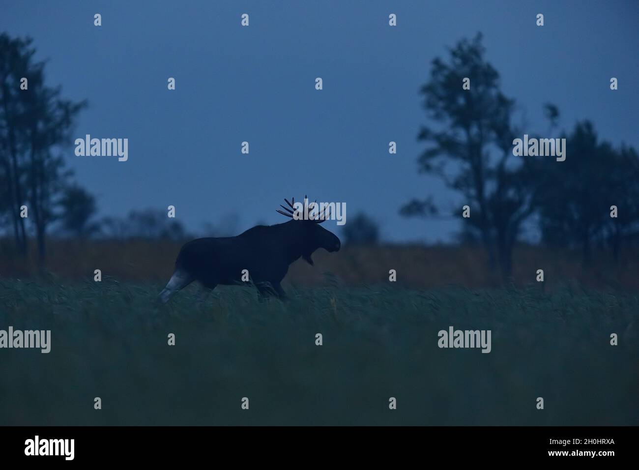Bull moose early in the morning hi-res stock photography and images - Alamy