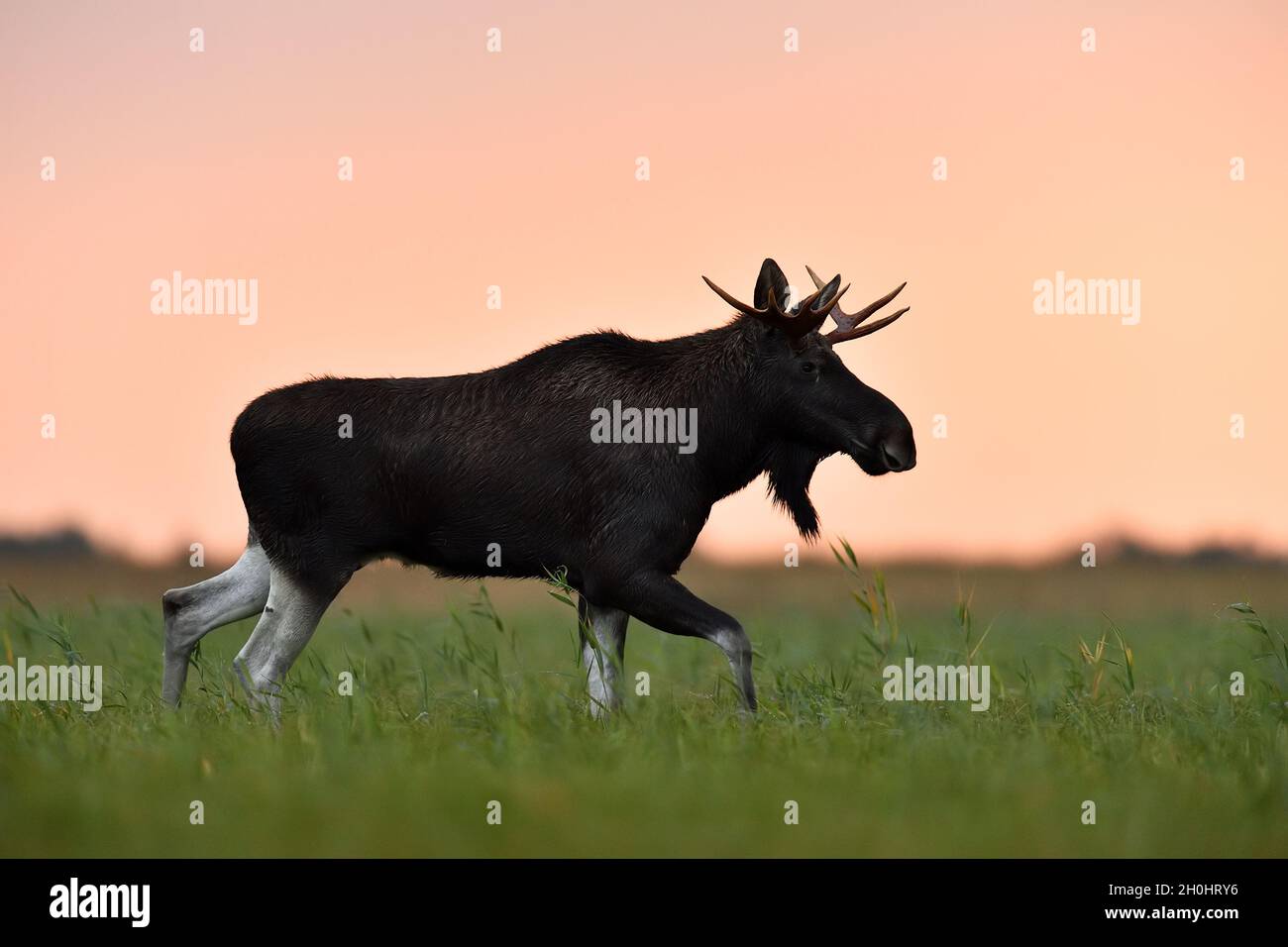 Bull moose sunset hi-res stock photography and images - Alamy