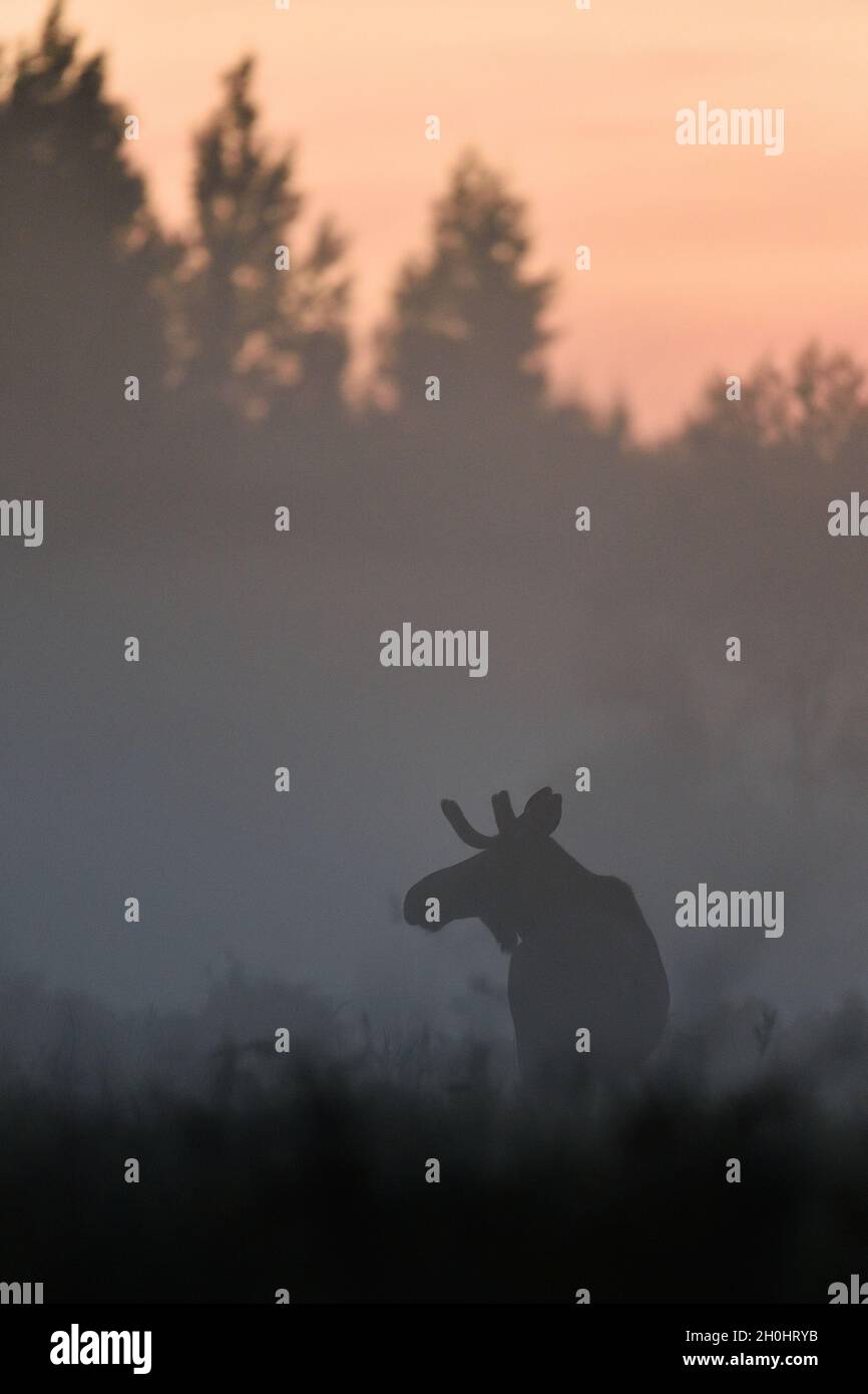 Moose at night with sunset sky Stock Photo - Alamy