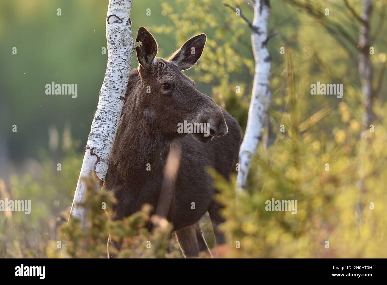 Moose sunset hi-res stock photography and images - Alamy