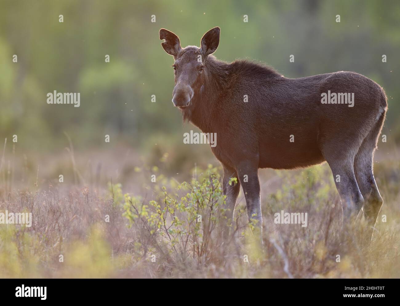 Moose at sunset in the forest meadow Stock Photo - Alamy
