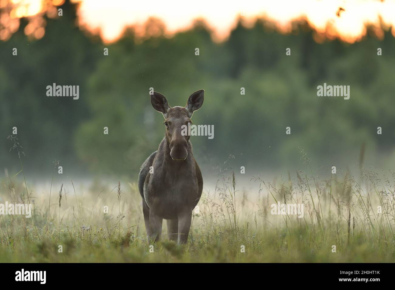 Moose cow in the field hi-res stock photography and images - Alamy