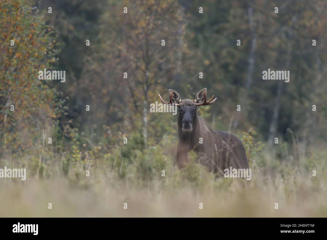 Moose (alces alces) in forest at autumn Stock Photo - Alamy