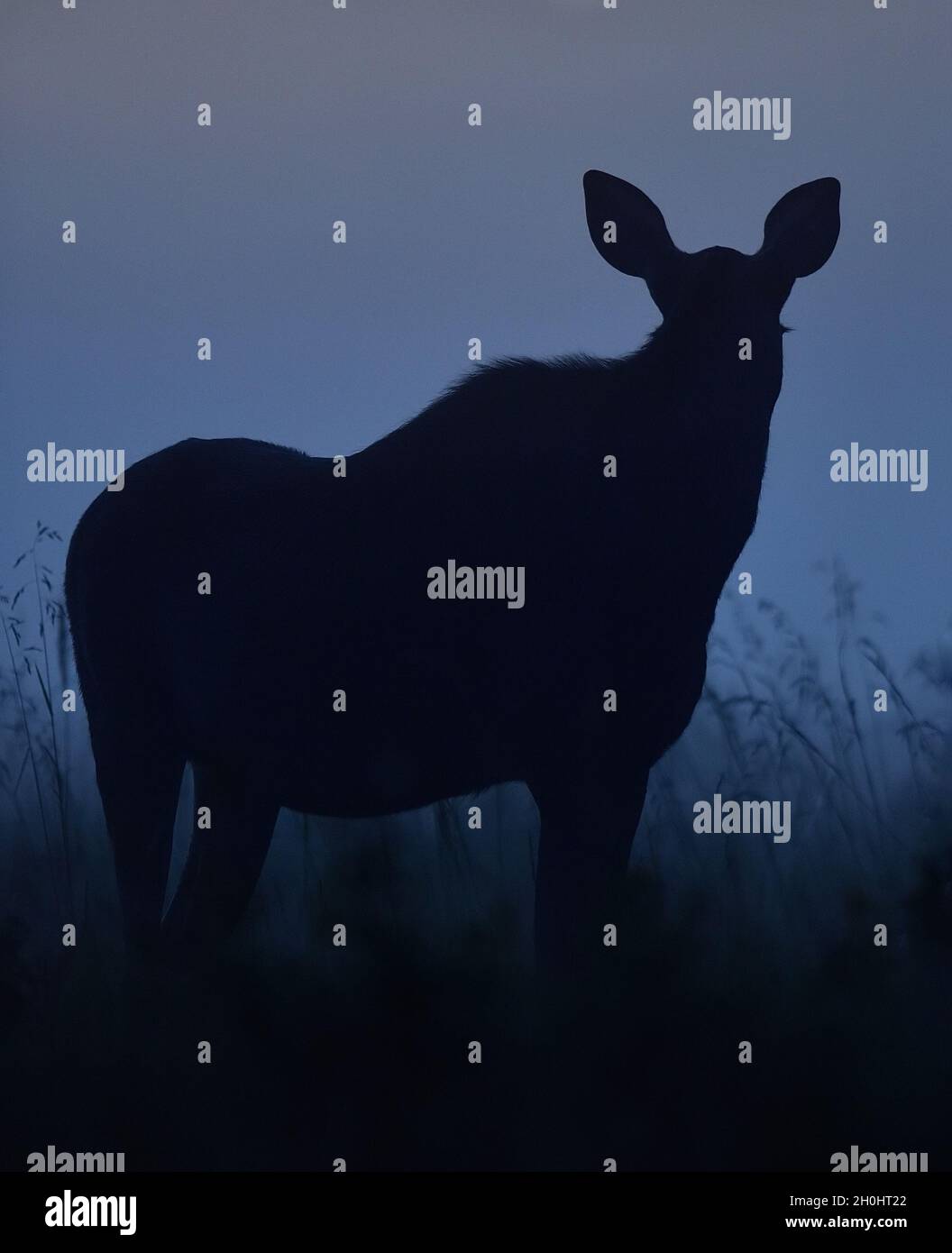 Moose silhouette at night. Eurasian Elk at night Stock Photo - Alamy