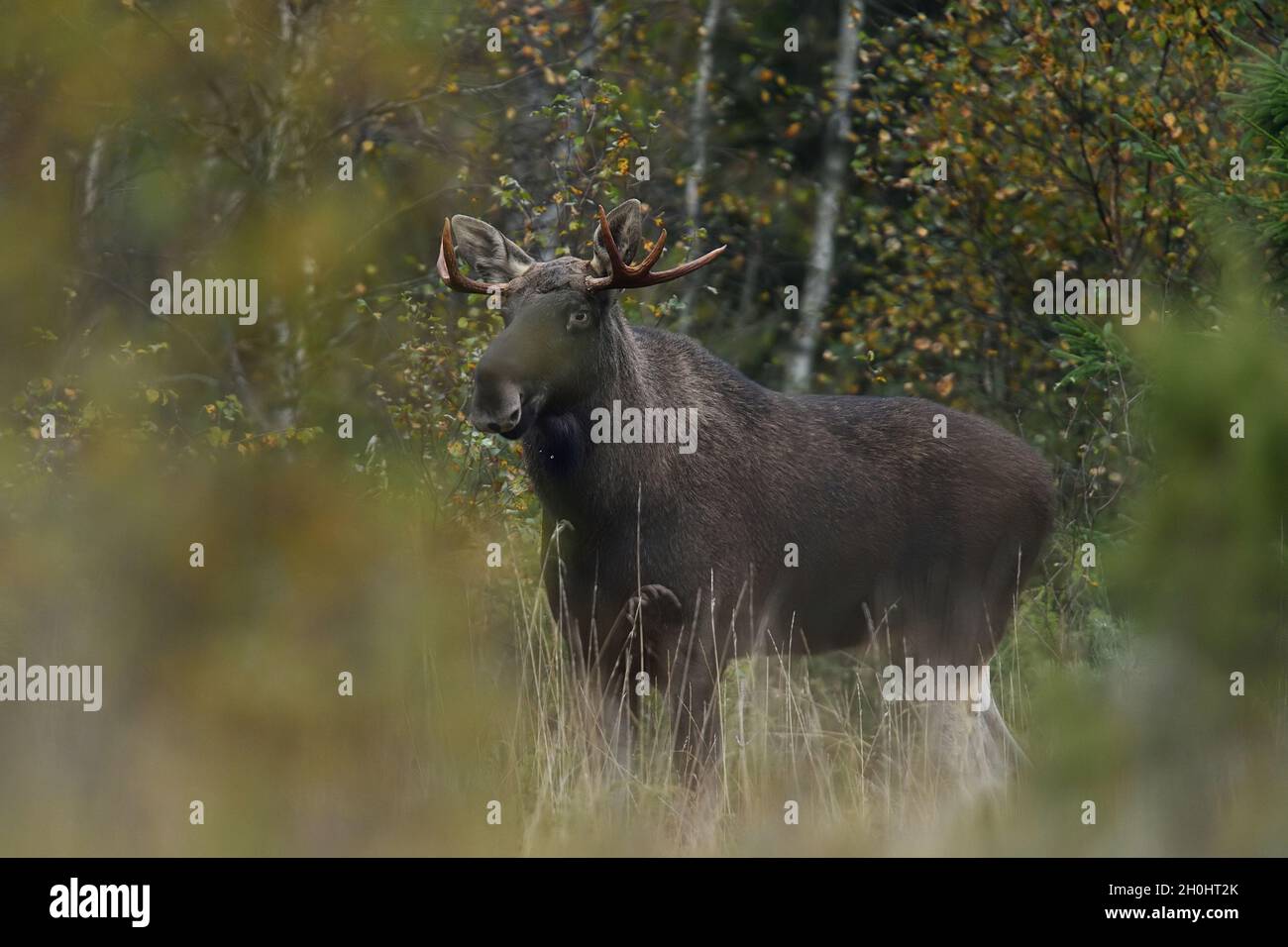 Elk moose hi-res stock photography and images - Alamy