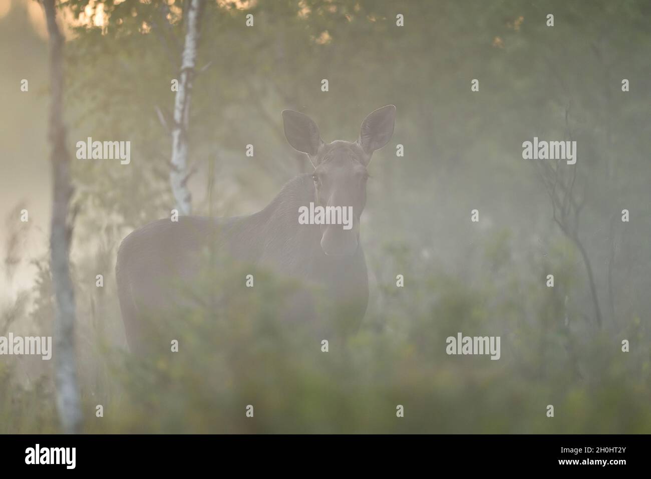 Moose in the mist. Moose at sunset Stock Photo - Alamy