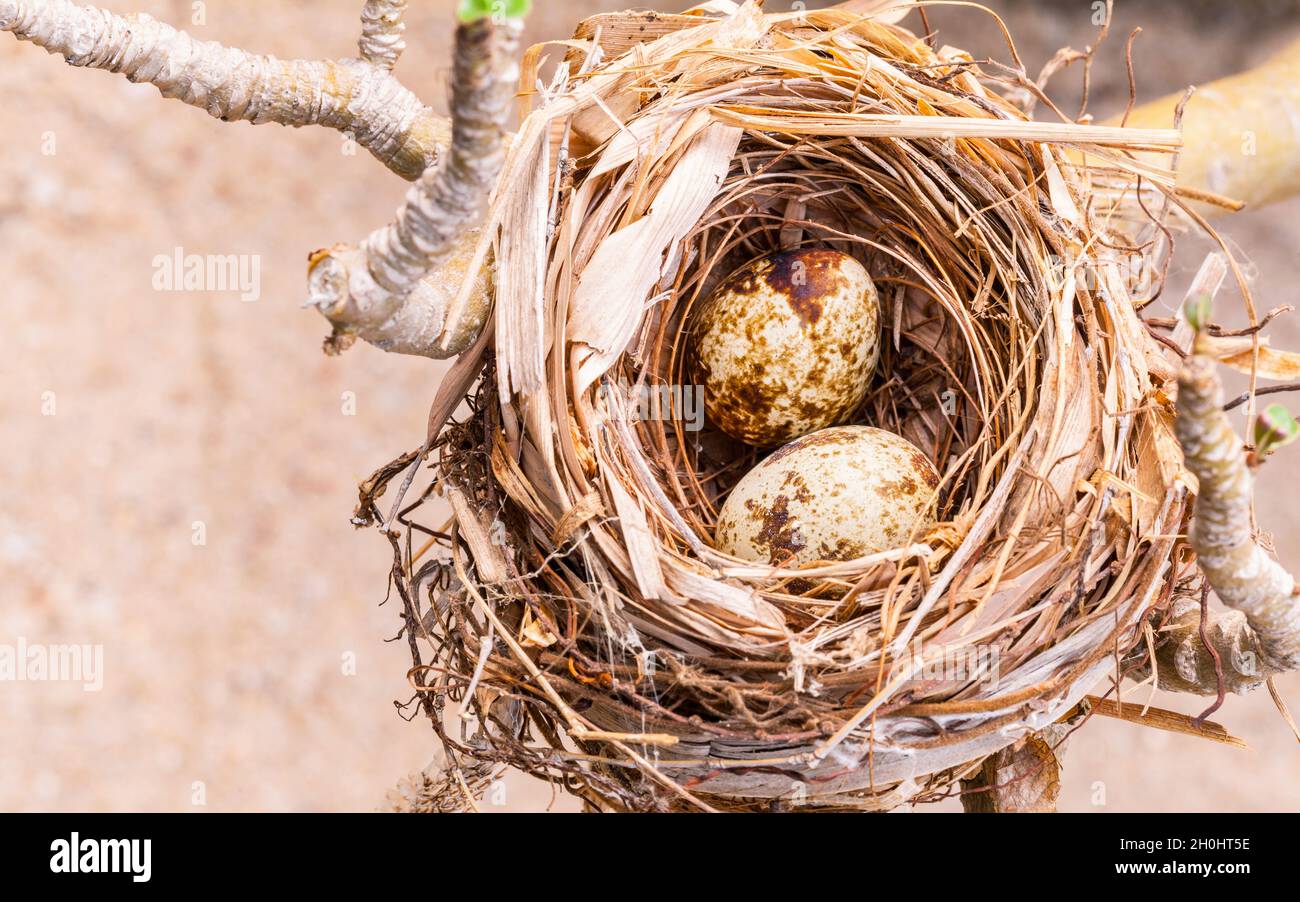 A nest filled with bird eggs in the branches of a tree Stock Photo - Alamy