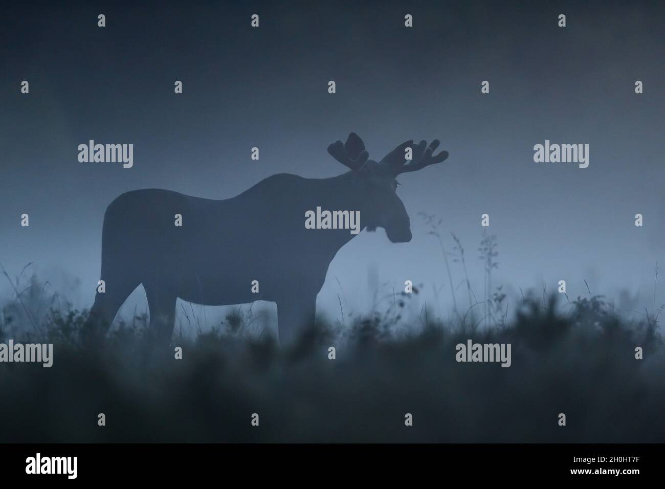 Bull moose in the fog hi-res stock photography and images - Alamy