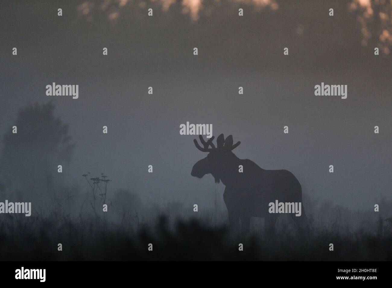 Bull moose sunset hi-res stock photography and images - Alamy