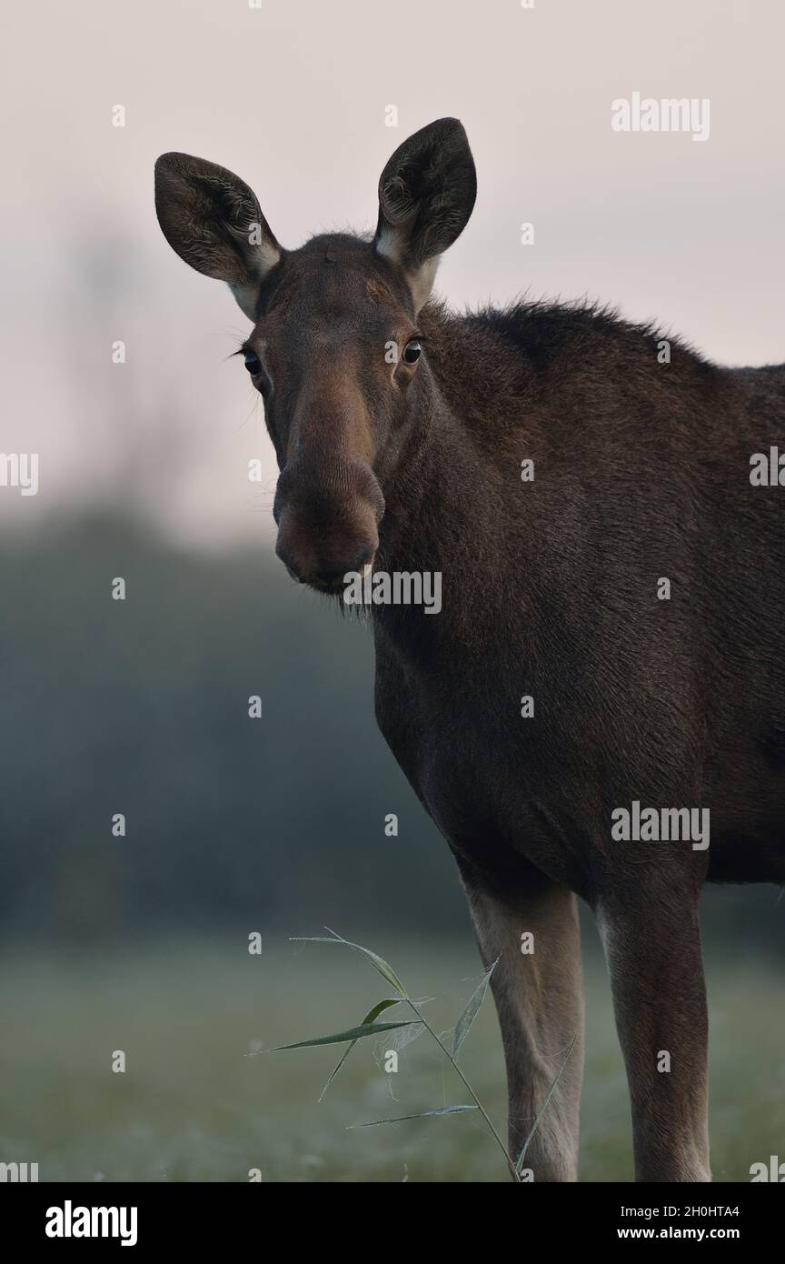 Moose portrait hi-res stock photography and images - Alamy