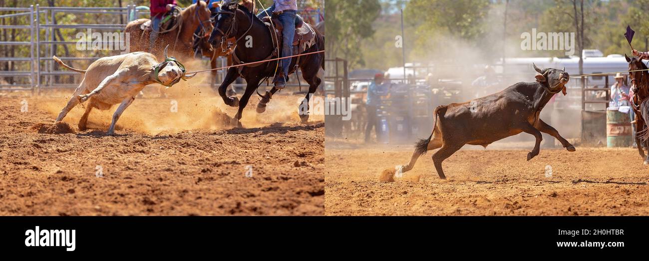 Panoramic collage of calves being lassoed by cowboys in a calf roping ...