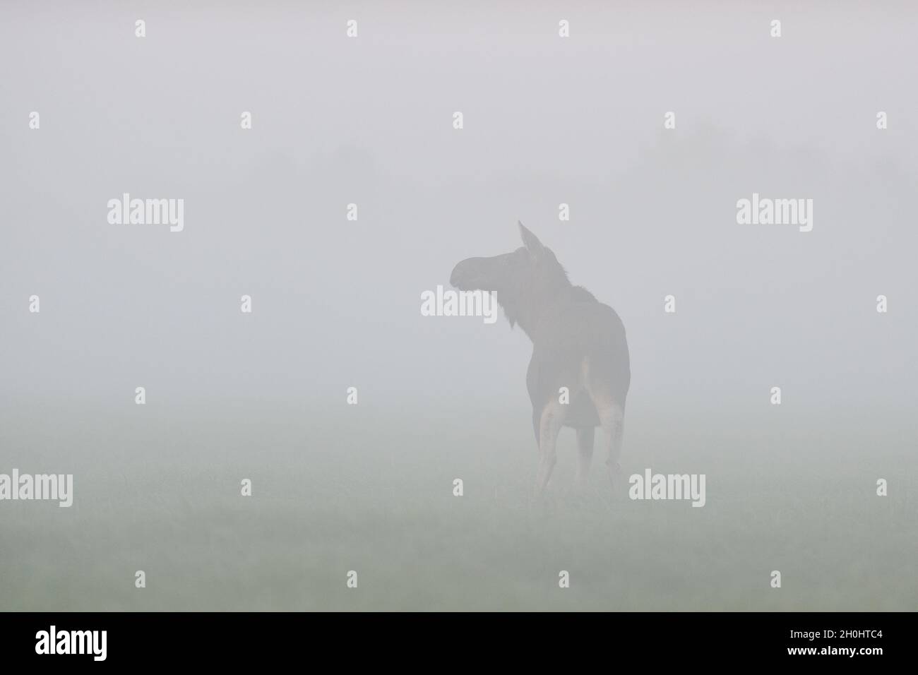 Moose cow in the fog Stock Photo - Alamy