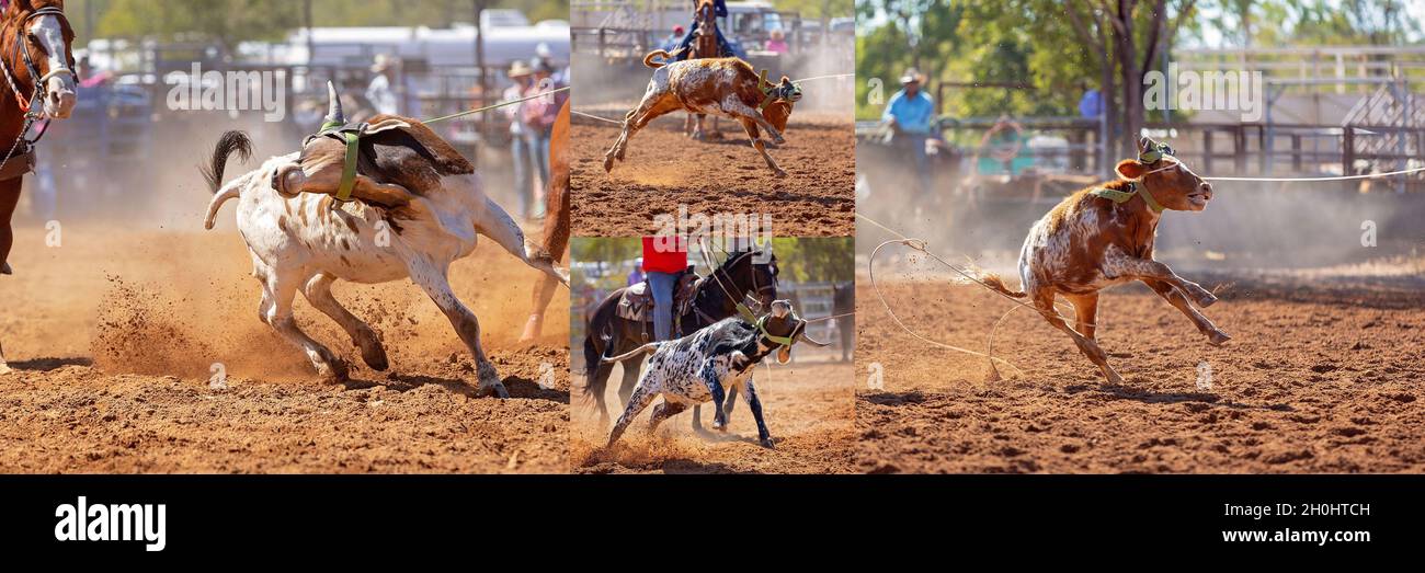 Panoramic collage of calves being lassoed by cowboys in a calf roping ...