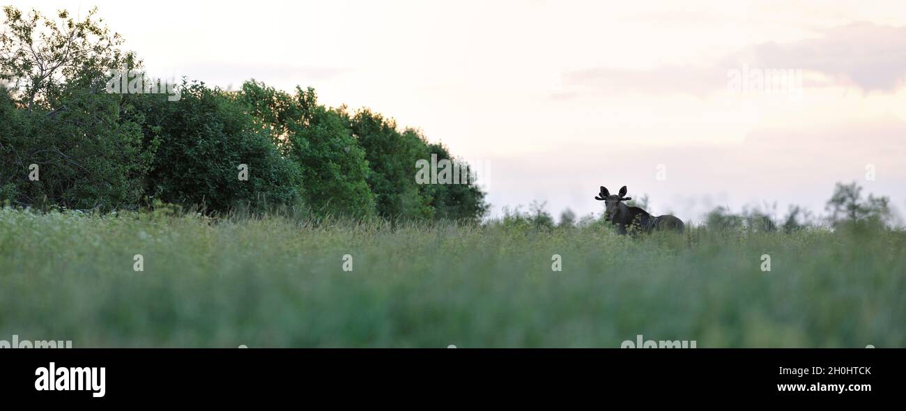 Bull moose panorama hi-res stock photography and images - Alamy