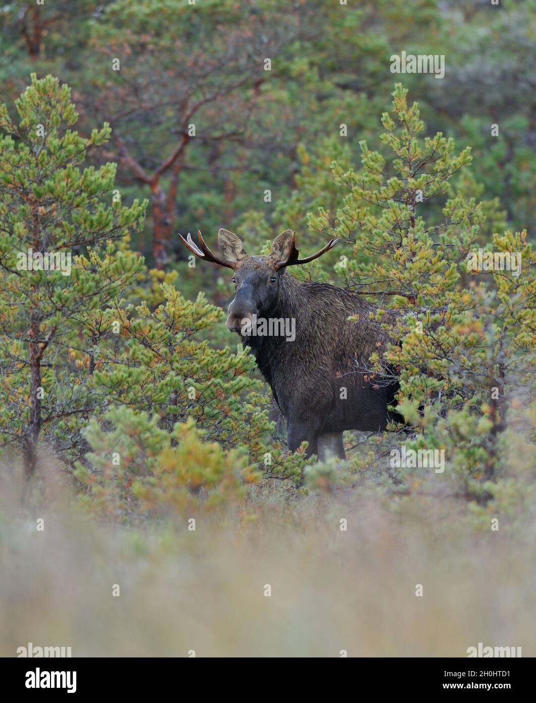 Bull Moose between pine trees Stock Photo - Alamy