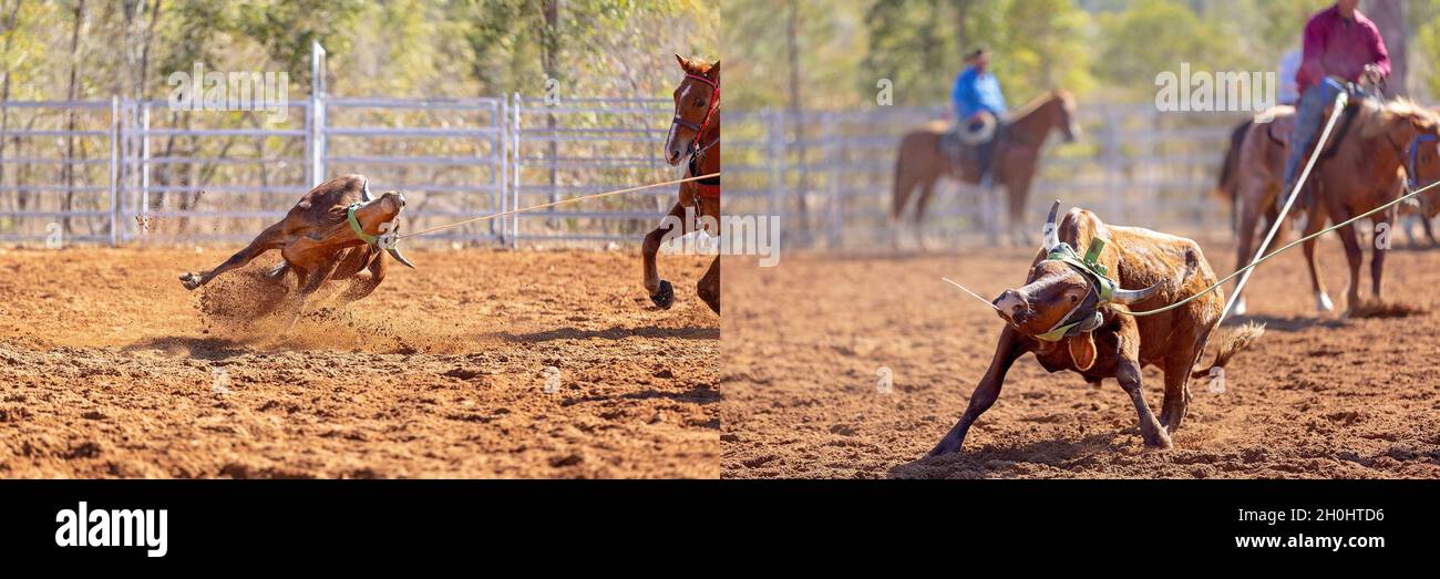 Panoramic collage of calves being lassoed by cowboys in a calf roping ...