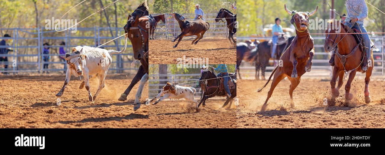 Panoramic collage of calves being lassoed by cowboys in a calf roping ...