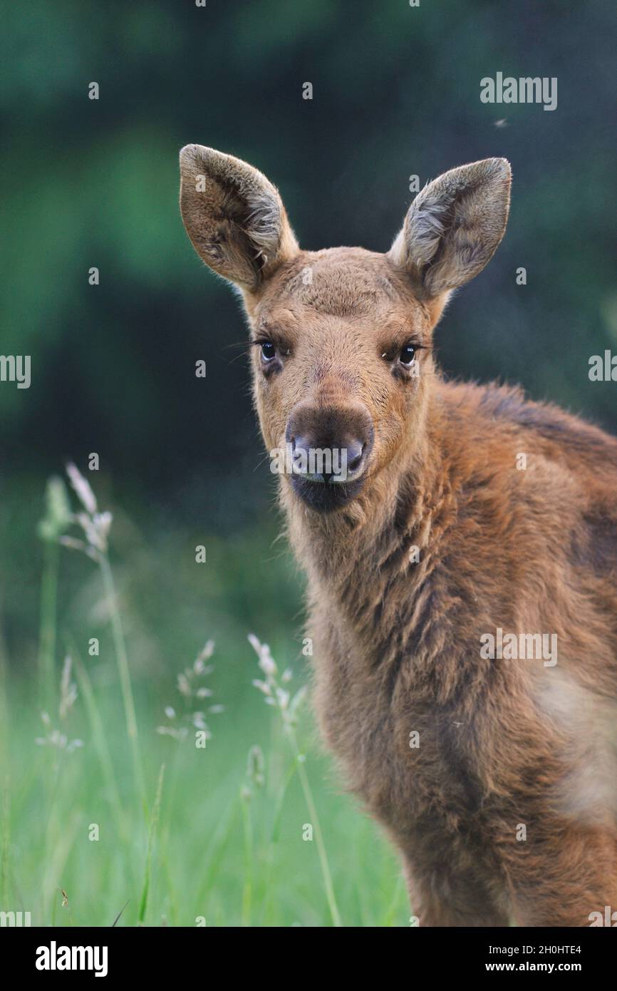 Moose calf portrait Stock Photo - Alamy