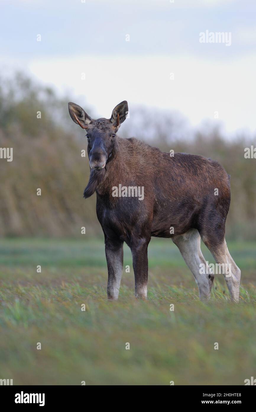Young moose standing in hi-res stock photography and images - Alamy