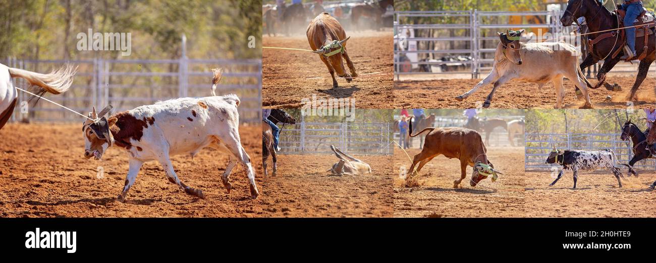 Panoramic collage of calves being lassoed by cowboys in a calf roping ...