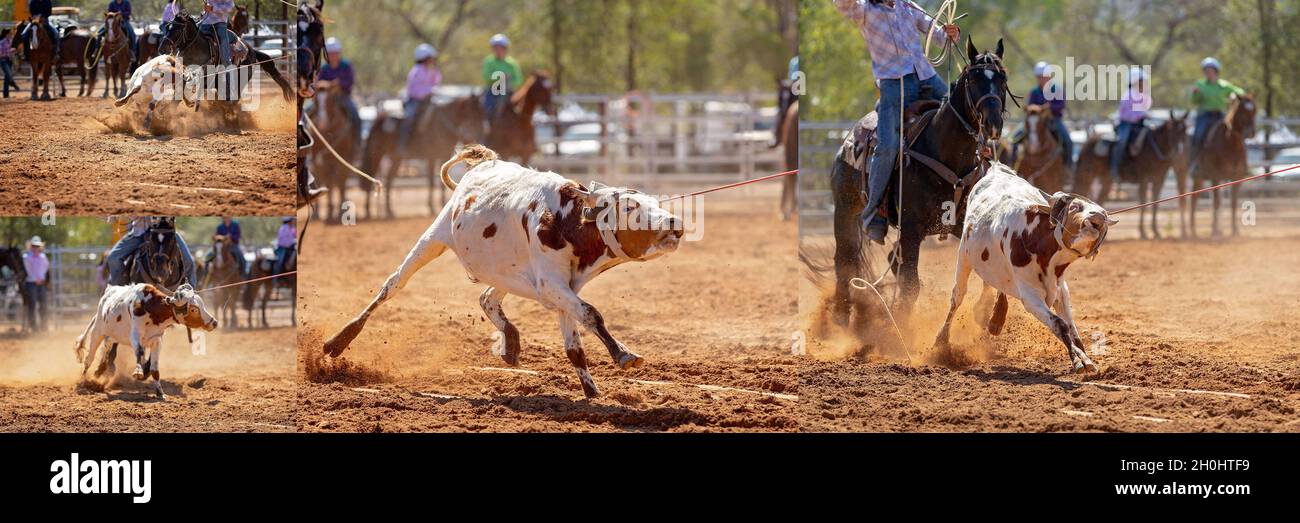 Panoramic collage of calves being lassoed by cowboys in a calf roping ...
