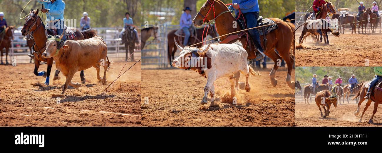 Panoramic collage of calves being lassoed by cowboys in a calf roping ...
