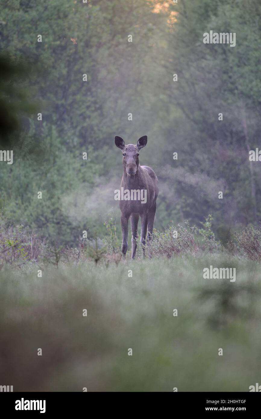 Moose breathing fumes Stock Photo - Alamy
