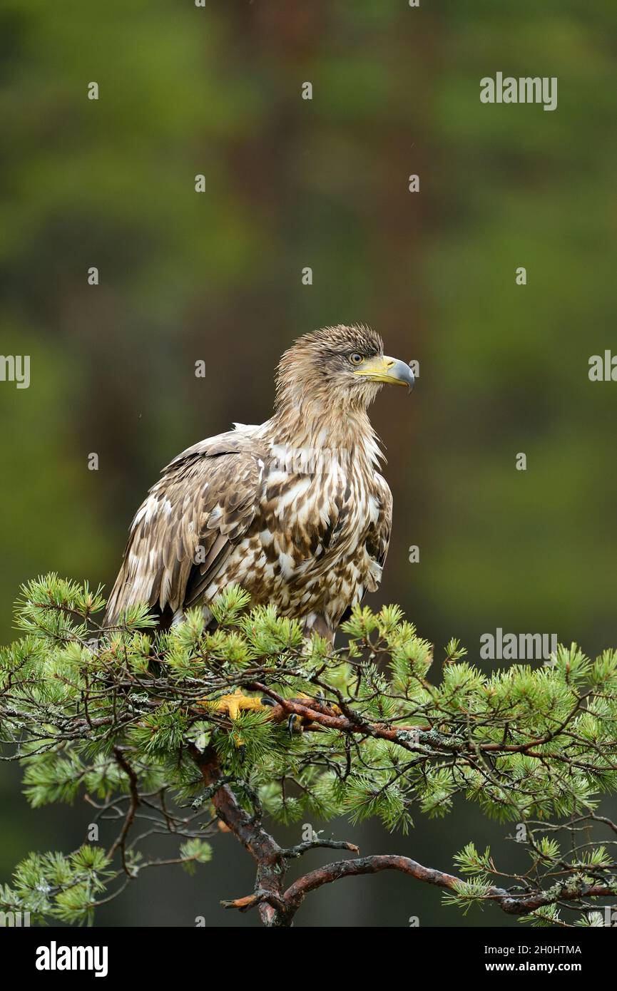 Eagle on the tree hi-res stock photography and images - Alamy