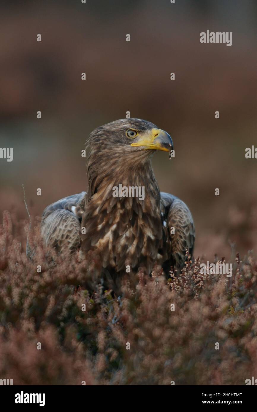 Eagle portrait in the autumn bog Stock Photo - Alamy