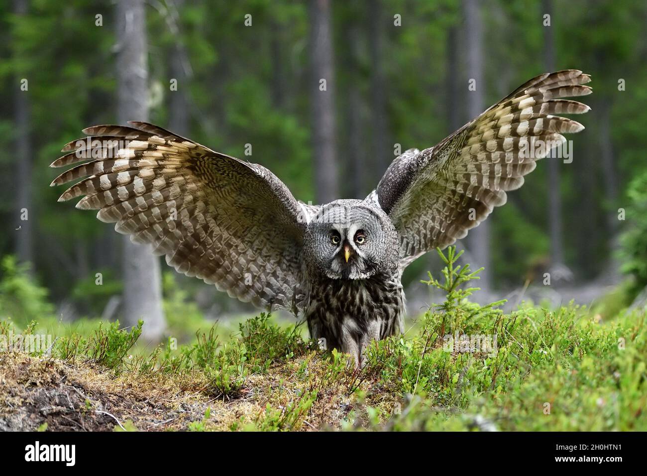 Great Grey Owl in the forest Stock Photo - Alamy