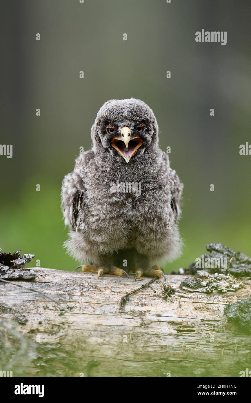 Great grey owl chick in forest calling Stock Photo - Alamy