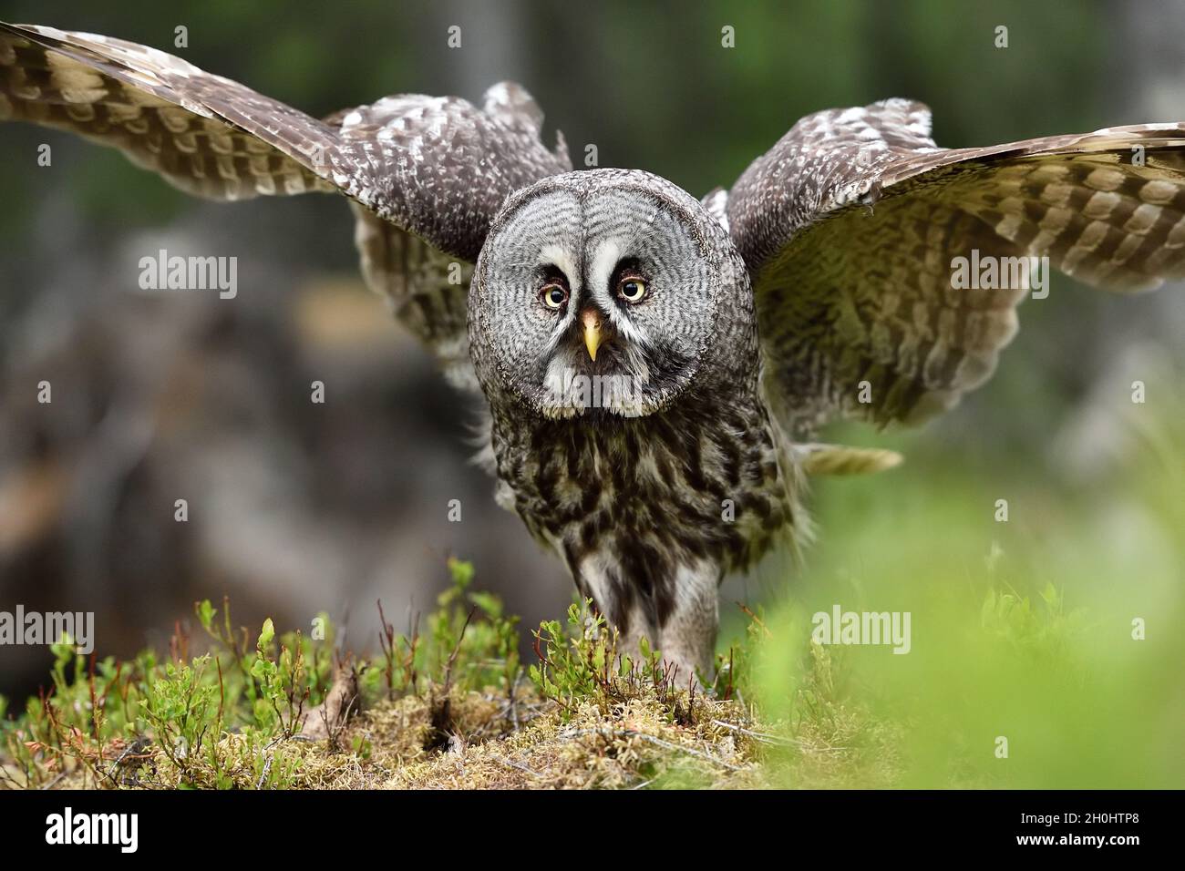 Aggressive owl hi-res stock photography and images - Alamy
