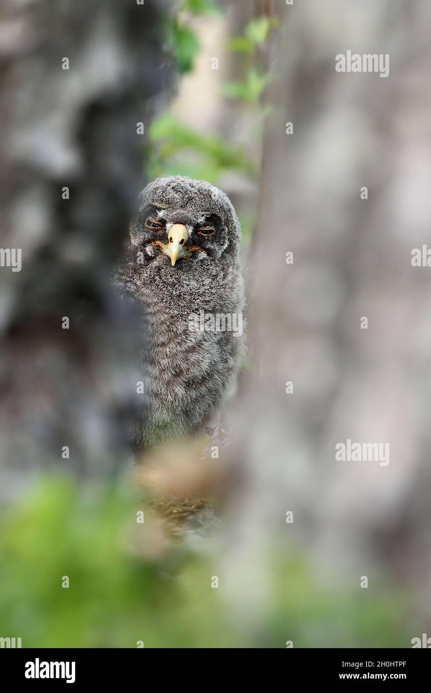 Great grey owl chick in forest Stock Photo - Alamy