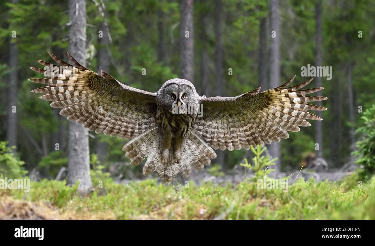 Great grey owl in flight in forest landscape. Owl in flight Stock Photo ...