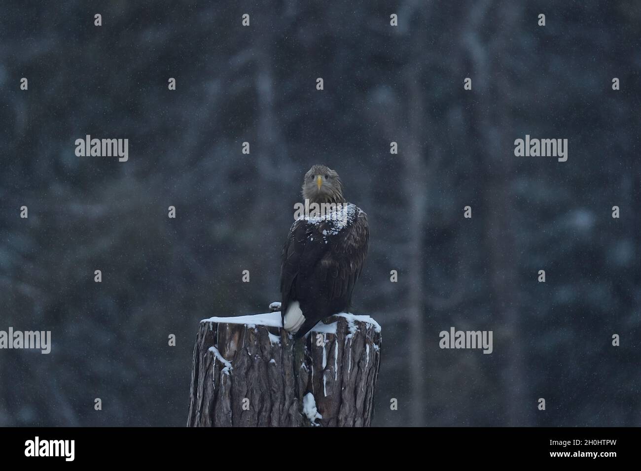 Night eagle hi-res stock photography and images - Alamy