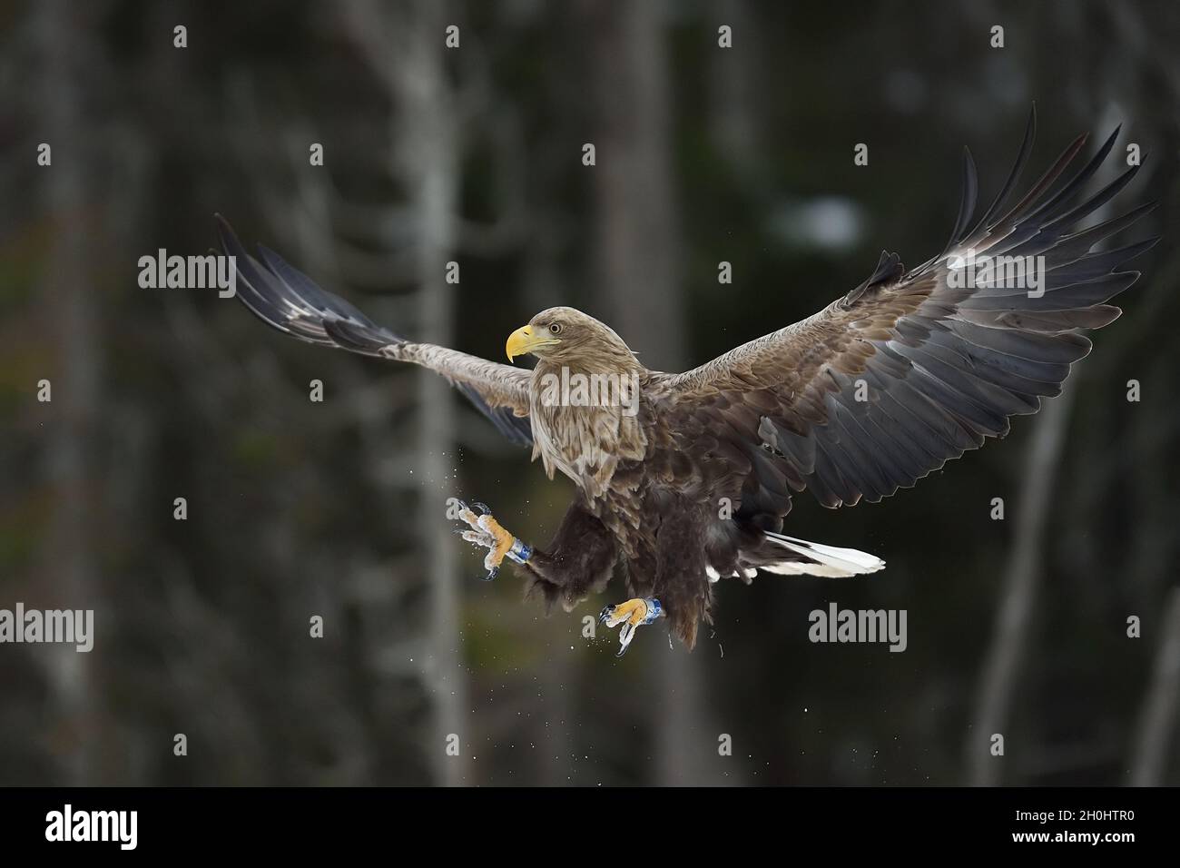 Eagle landing claws in front Stock Photo - Alamy