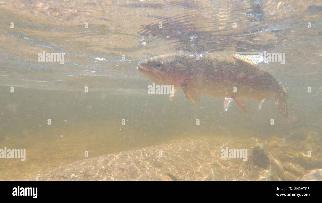 underwater shot of fighting a rainbow trout in the thredbo river Stock ...