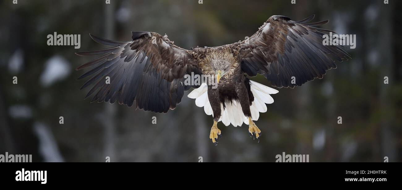 Eagle in flight. Eagle wingspread Stock Photo - Alamy