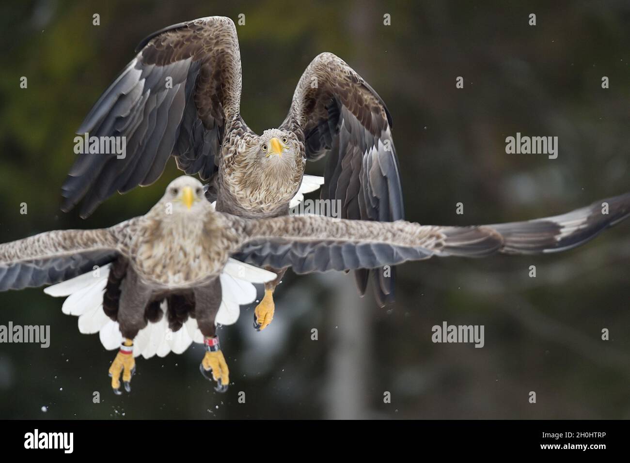 Animal chase prey hi-res stock photography and images - Alamy