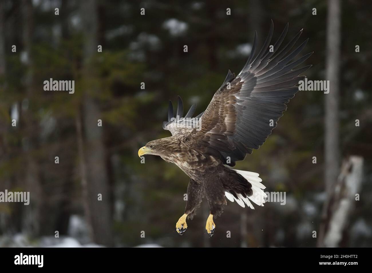 Eagle flight in snowfall hi-res stock photography and images - Alamy