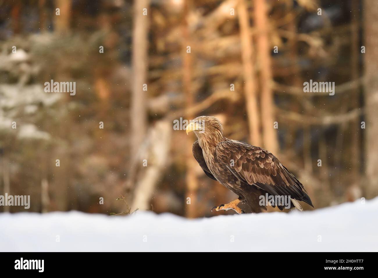 Eagle walking hi-res stock photography and images - Alamy