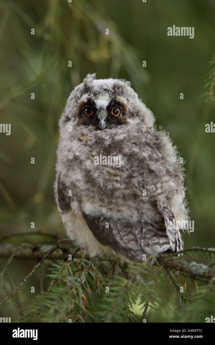 Long eared owl nest hi-res stock photography and images - Alamy