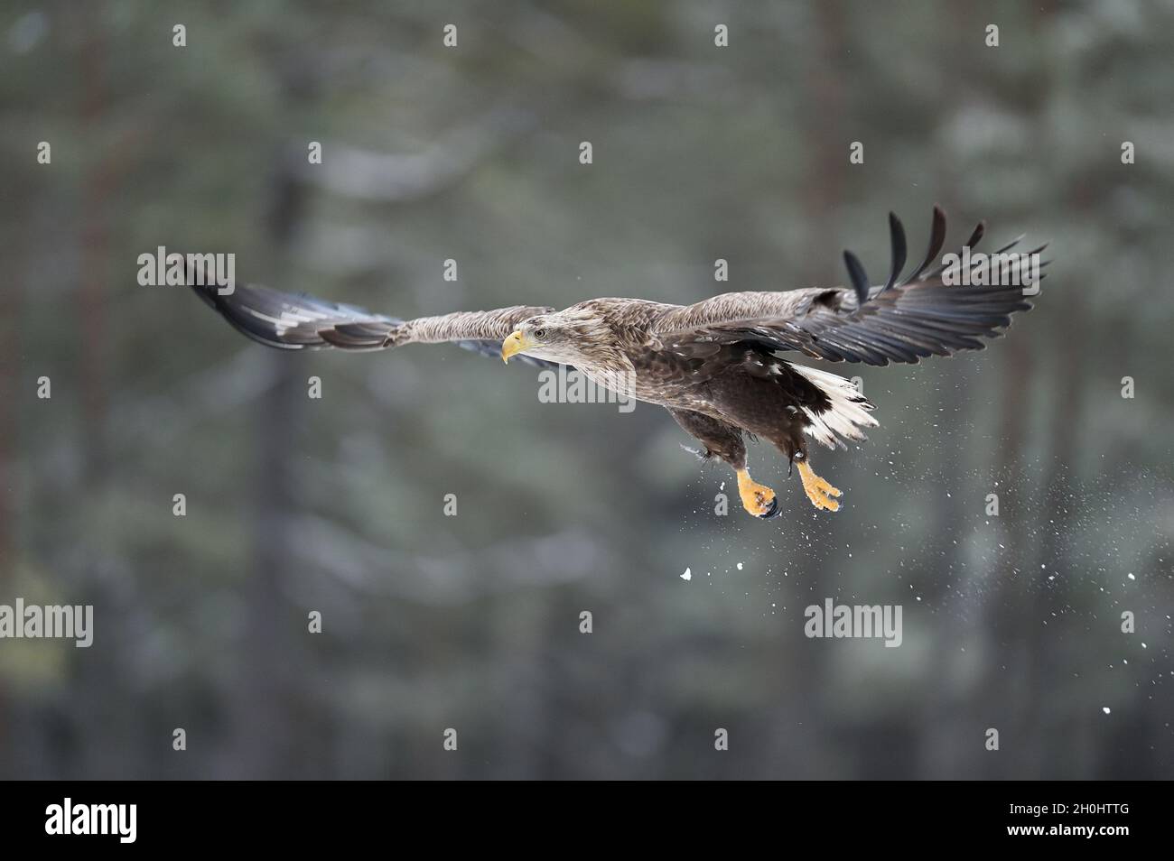 White tailed eagle in flight. Eagle in flight in winter Stock Photo - Alamy
