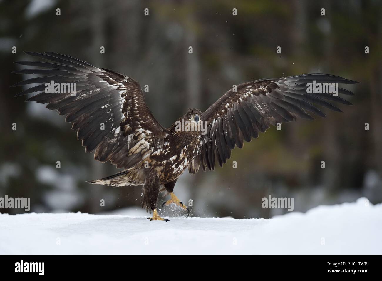 White tailed eagle walking on snow wings wide open Stock Photo - Alamy