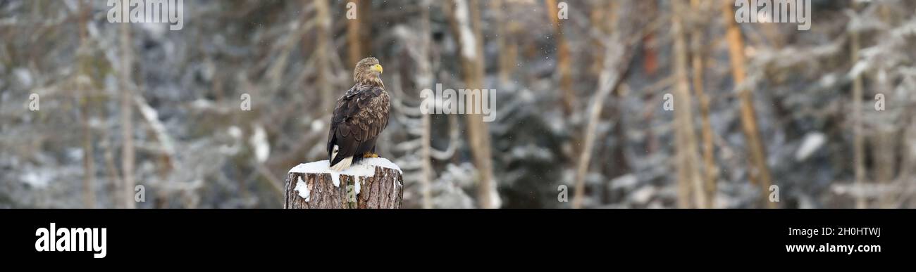 Eagle with forest bacground. Panoramic view of forest with eagle. Eagle ...